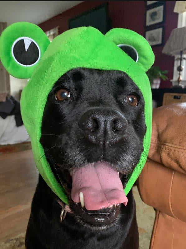 Jack wants you to know he enjoys his frog cap - 9GAG