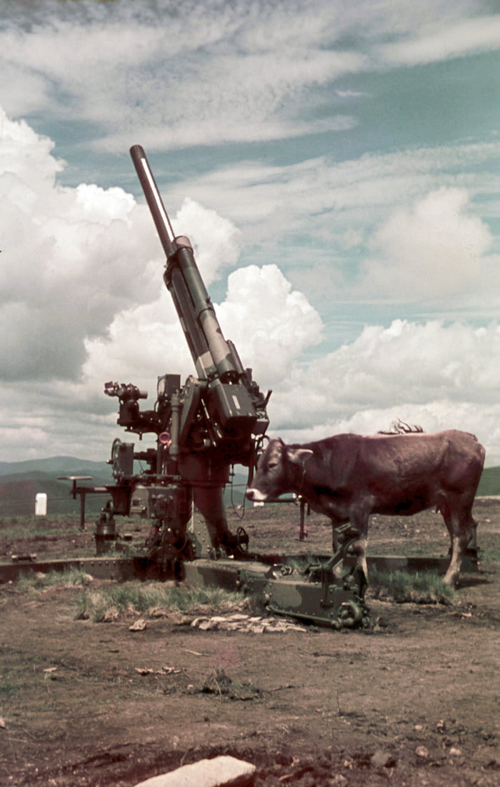 Minnie, the artillery moo gun master - 9GAG