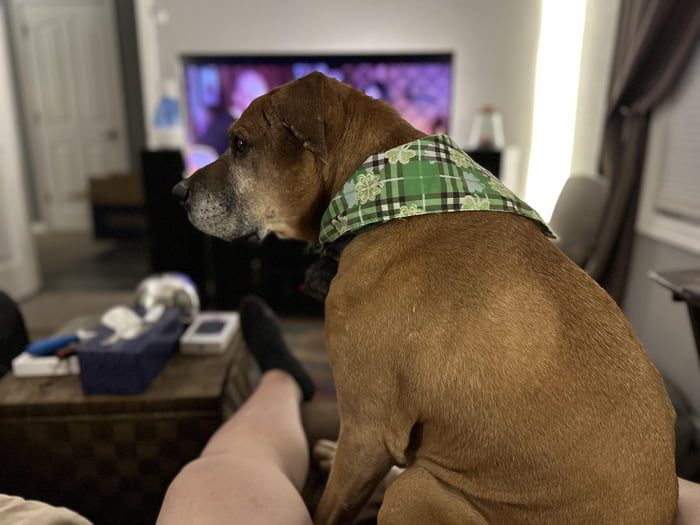 Rufus WILL be on the couch! - 9GAG