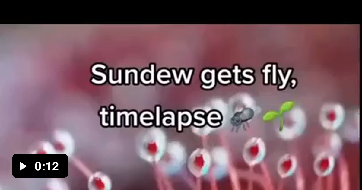 Sundew gets fly - 9GAG