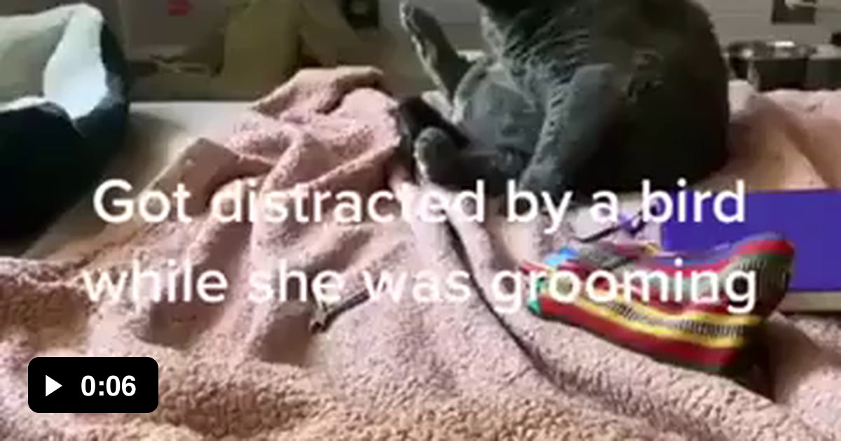 Derp saw a bird - 9GAG