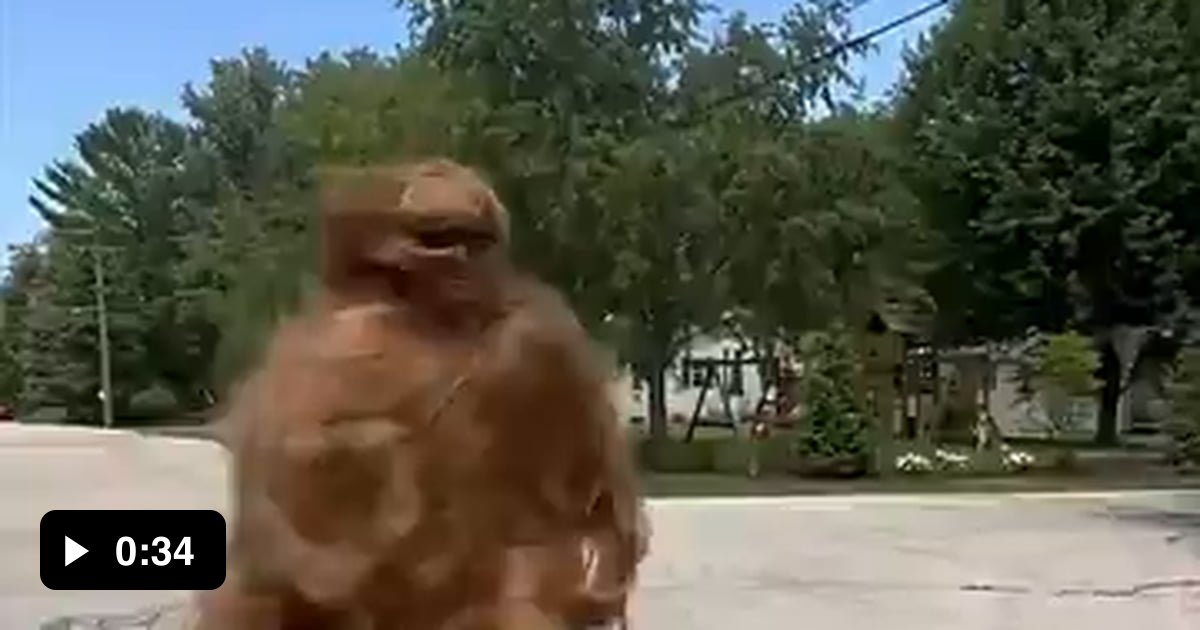 The intenseness of them running - 9GAG