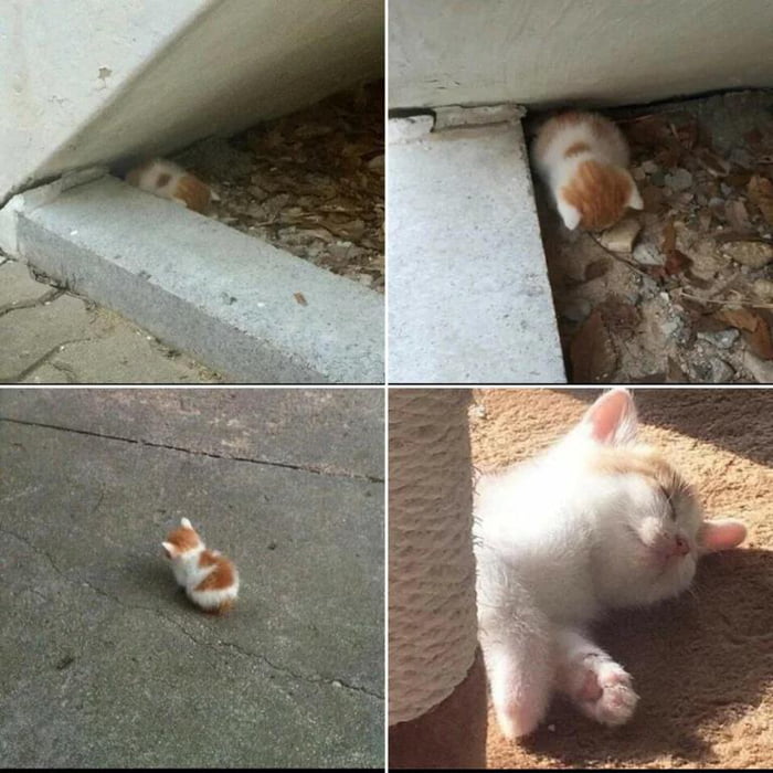 Evolution of angy - 9GAG