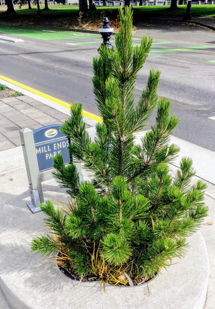 The world's smallest park, Mill Ends Park in Portland, Oregon. - 9GAG