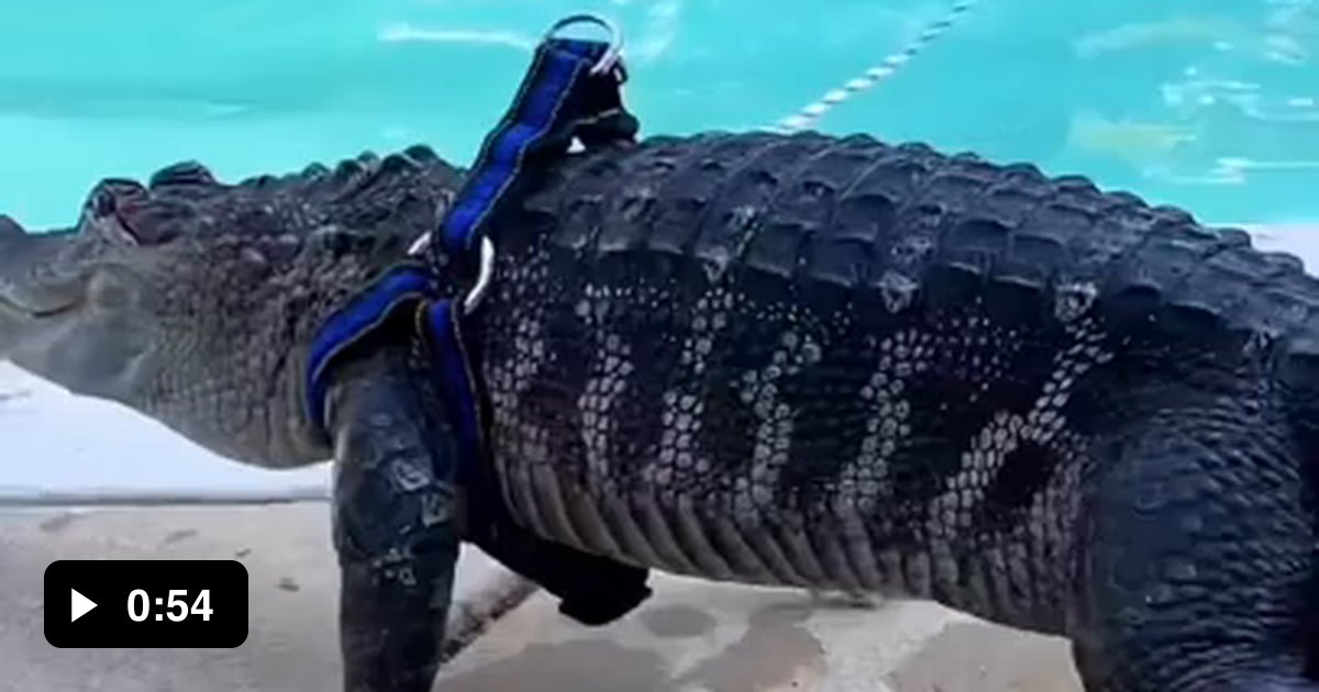 An alligator working as emotional support pet - 9GAG