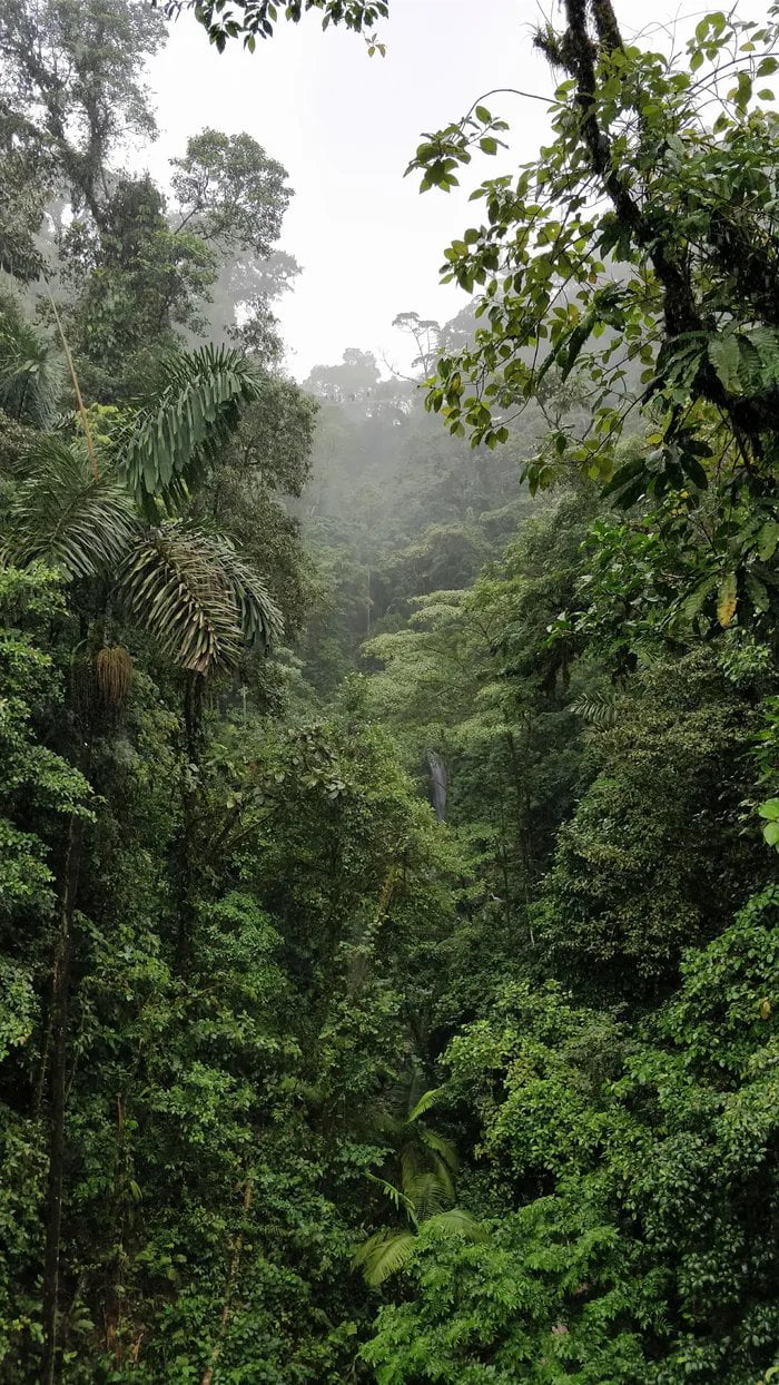 Costa rica forest - 9GAG