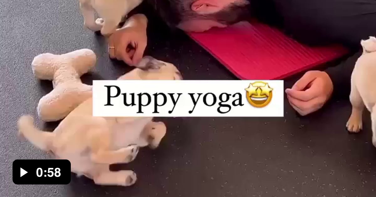 Puppy Yoga - 9GAG
