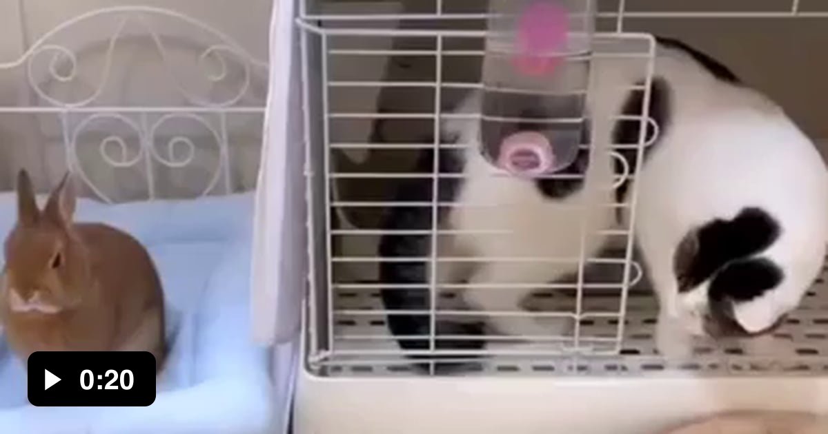 Bunny prison officer on duty - 9GAG