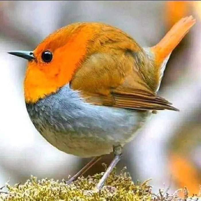 Photo of the month, I saw this one and it reminded me to the birds in ...