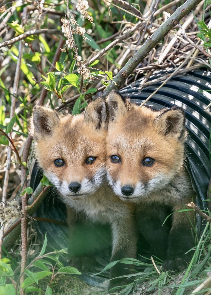 Just two cutie foxies. - 9GAG