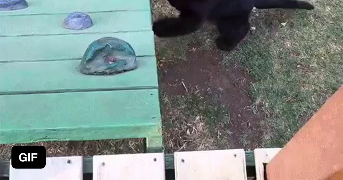 Simba ain't a smart guy but he's still cute - 9GAG