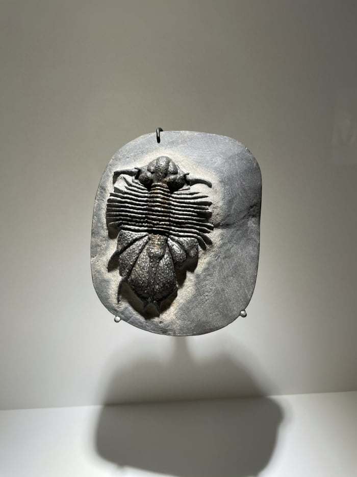 This Trilobite went crazy in its ornamentation! While one of the more ...