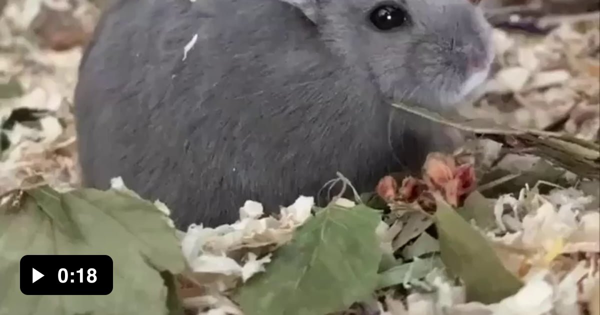 Just imagine how soft the fur is - 9GAG