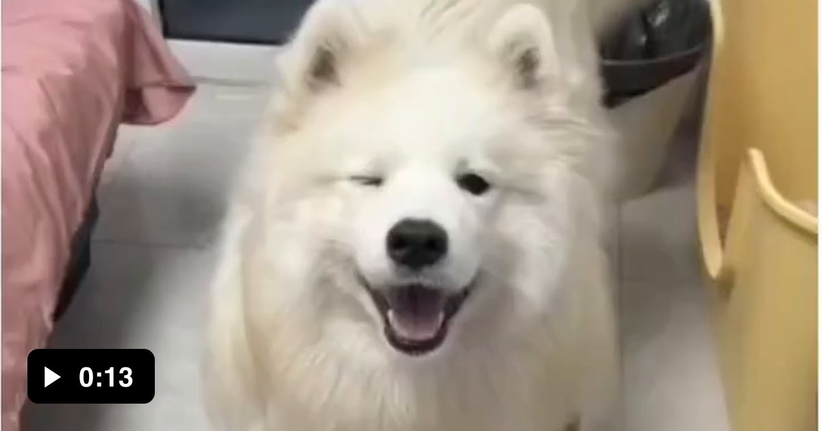 Doggo does a devilishly effective hypnotismo on hooman - 9GAG