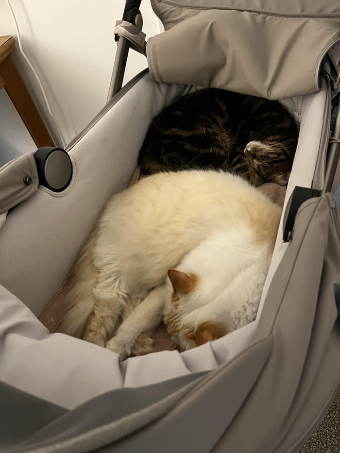We bought a stroller for the baby, but the cats were faster - 9GAG