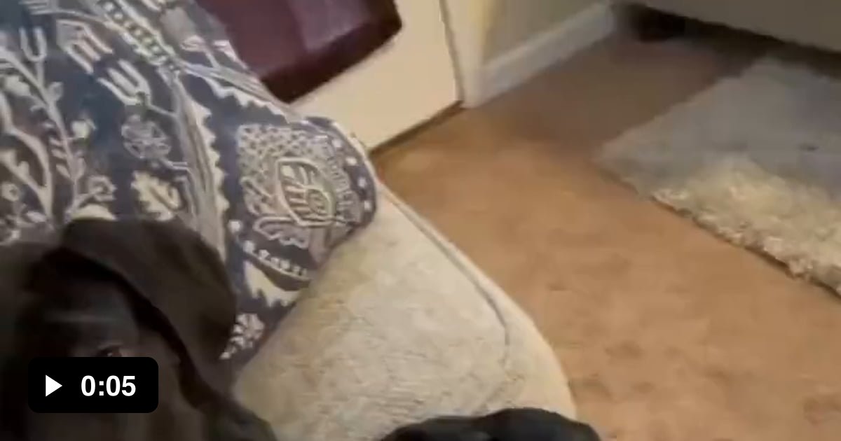 My paw goes here. - 9GAG