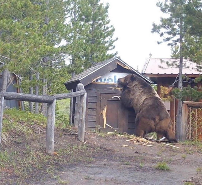 Absolute unit of a bear - 9GAG