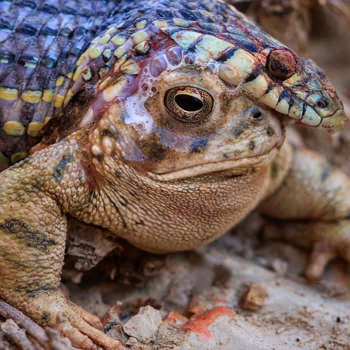 Snake dies while trying to eat a poisonous toad - 9GAG