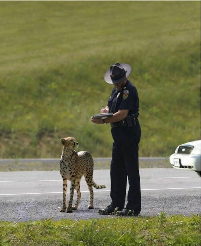 Sorry, Mr. Cheetah, you are speeding. - 9GAG