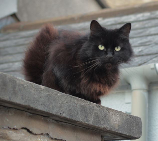 Throw in a cat picture when least expected - 9GAG