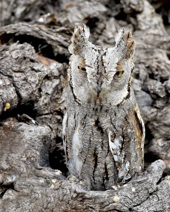 Owl The unique camouflage of "Murgh Haq", which is one of the smallest ...
