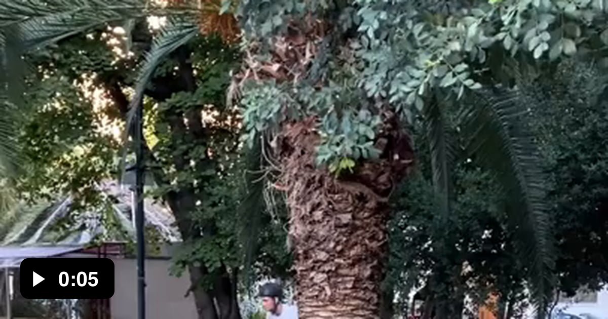 BMX backflip off a tree - 9GAG