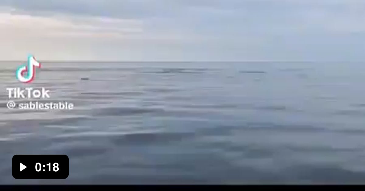 Old Thom is a lone male Orca that has joined a pod of White-Sided ...