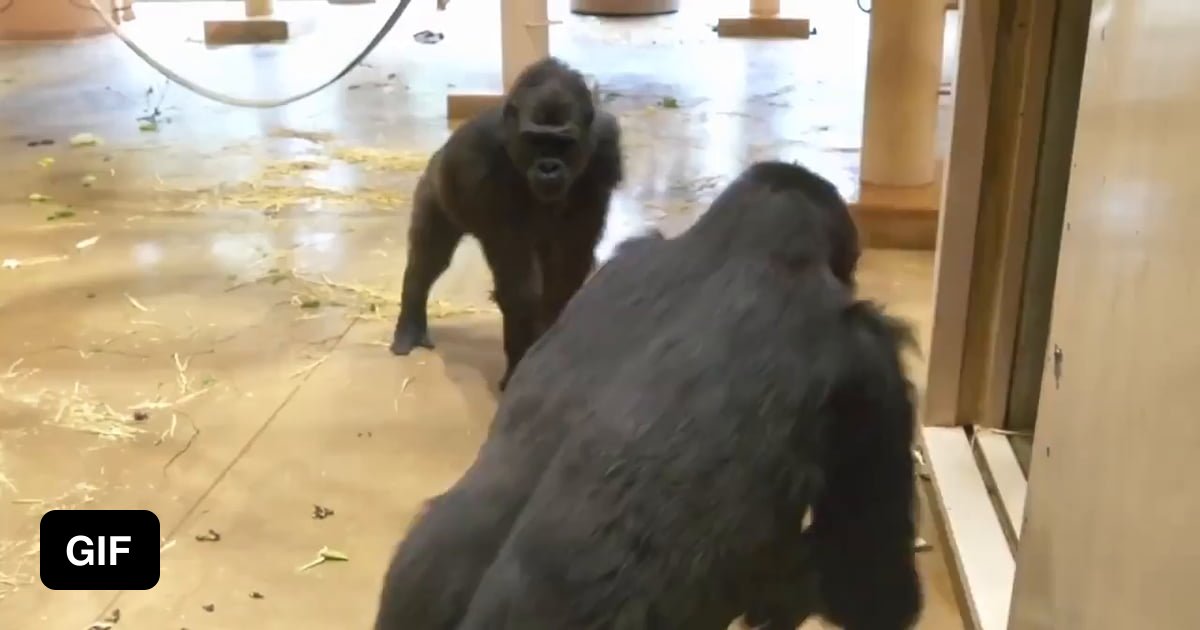 Cheeky Gorilla pulls off a flawless prank - 9GAG