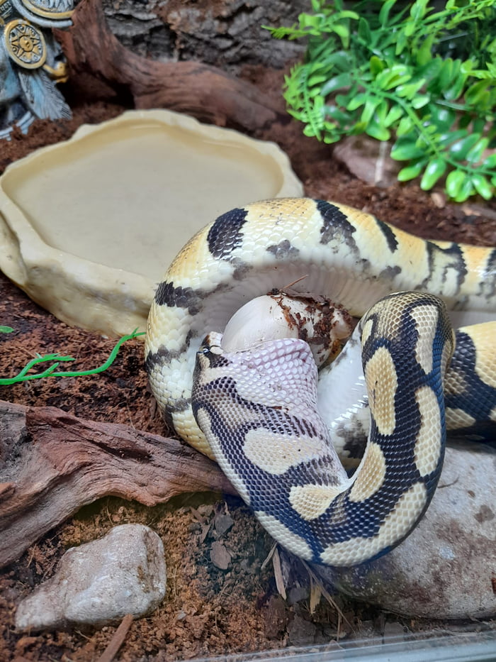 My royal python snek eating his lunch - 9GAG