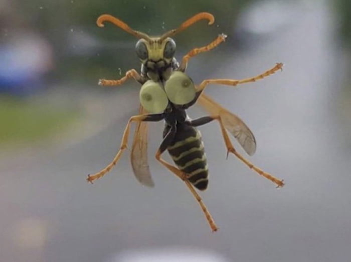This weird bee just landed on my window - 9GAG