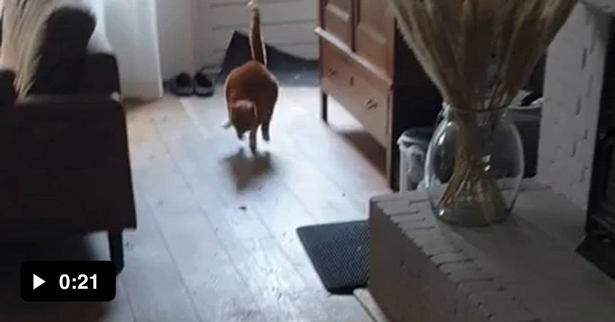 George does not just have zoomies. He has yellie zoomies. - 9GAG