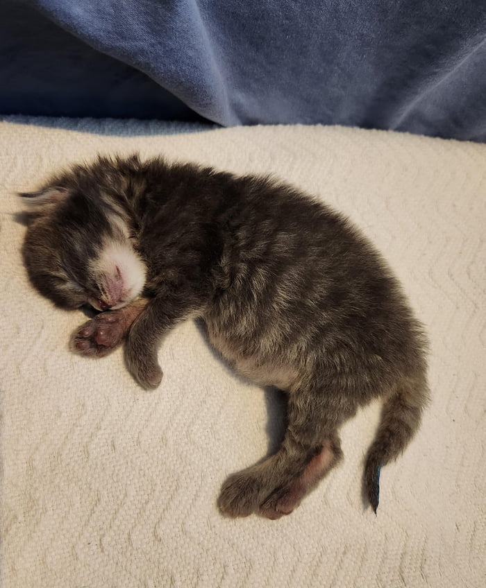 New bottle baby foster! - 9GAG