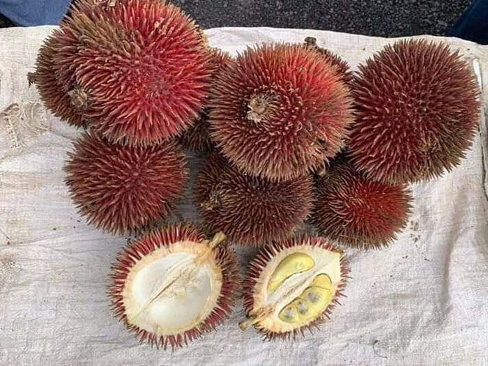 Rambutan rasa durian. Durio Dulcis. - 9GAG