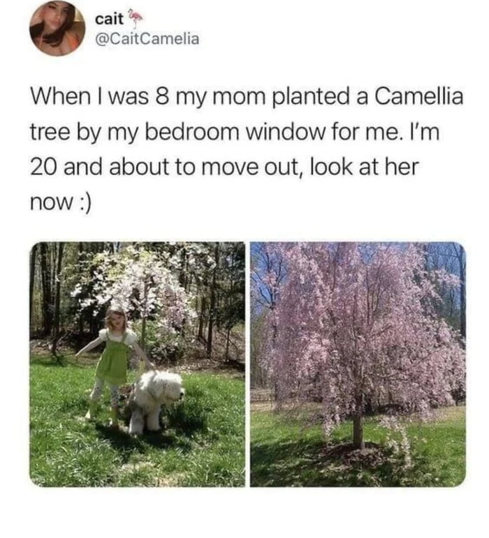 Camellia tree - 9GAG