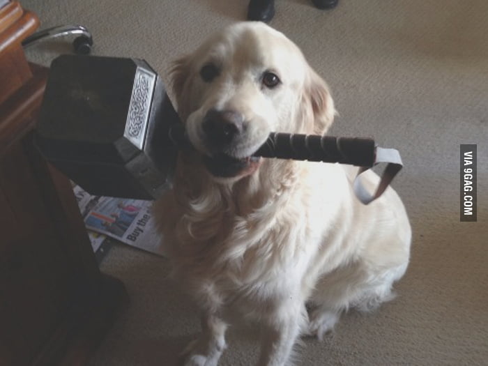 This dog is worthy! - 9GAG