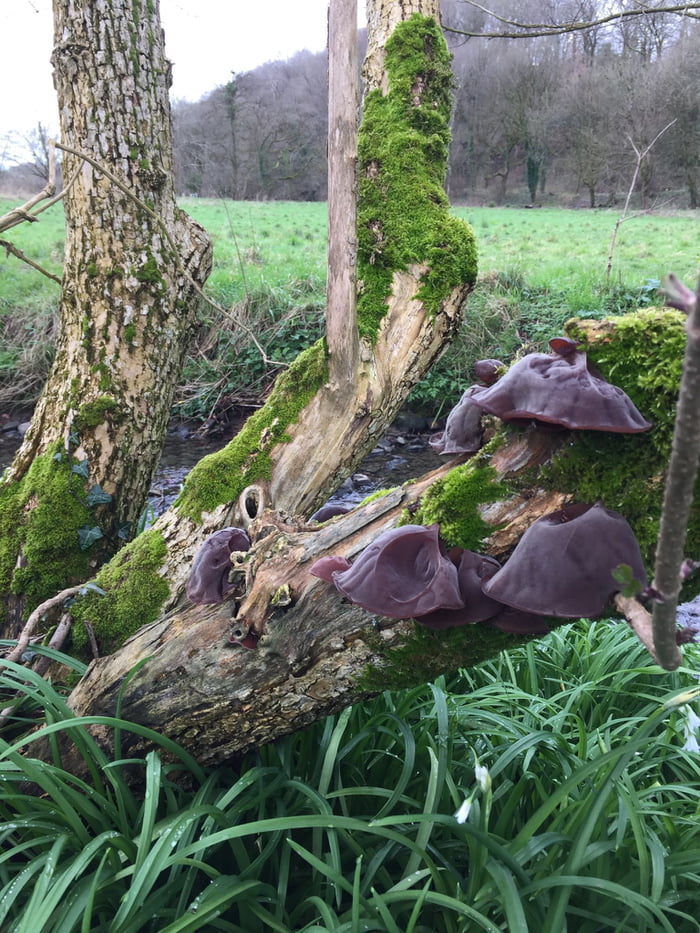 Beautiful but strange looking Fungi - 9GAG