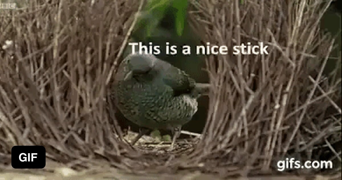 Here's the original "u want sum fuk" meme - 9GAG