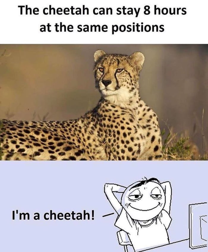 I am cheetah 🥔 - 9GAG