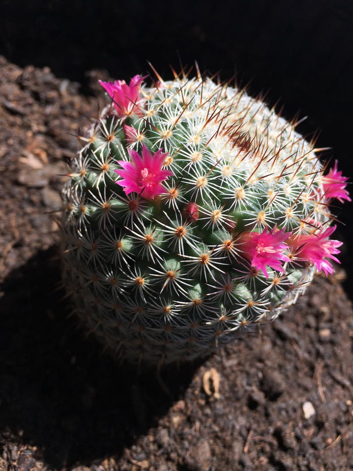 My cactus is happy spring is here - 9GAG