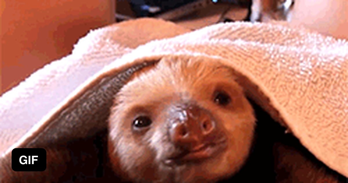 A yawning sloth - 9GAG