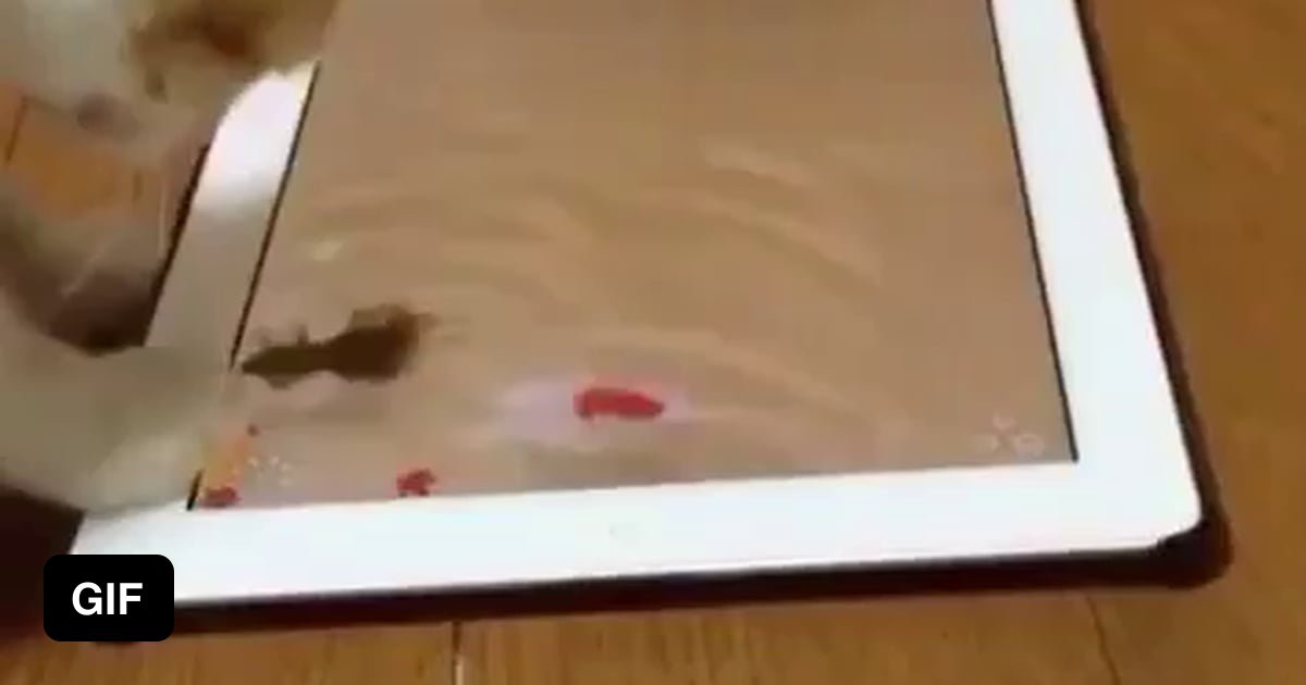 Cute cate trying to drink water out of a tablet - 9GAG