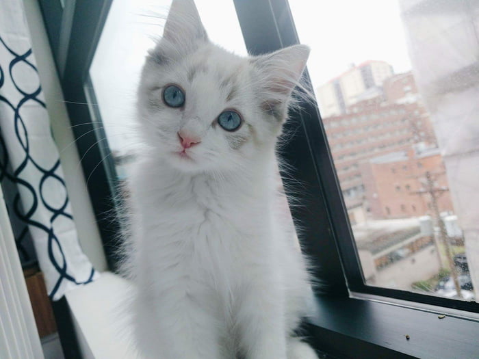 Bobo's eyes are amazing - 9GAG