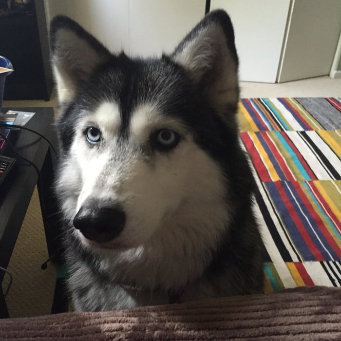 My doggo says hi - 9GAG