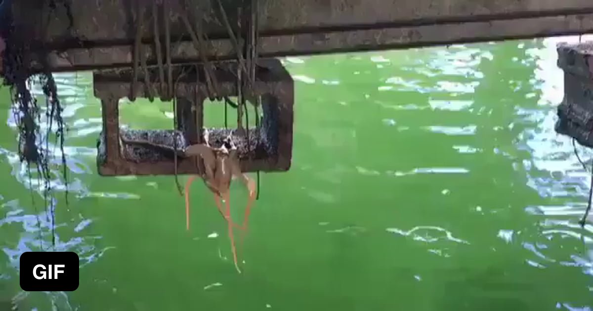 A highly intelligent octopus climbing onto dock supports to escape its ...