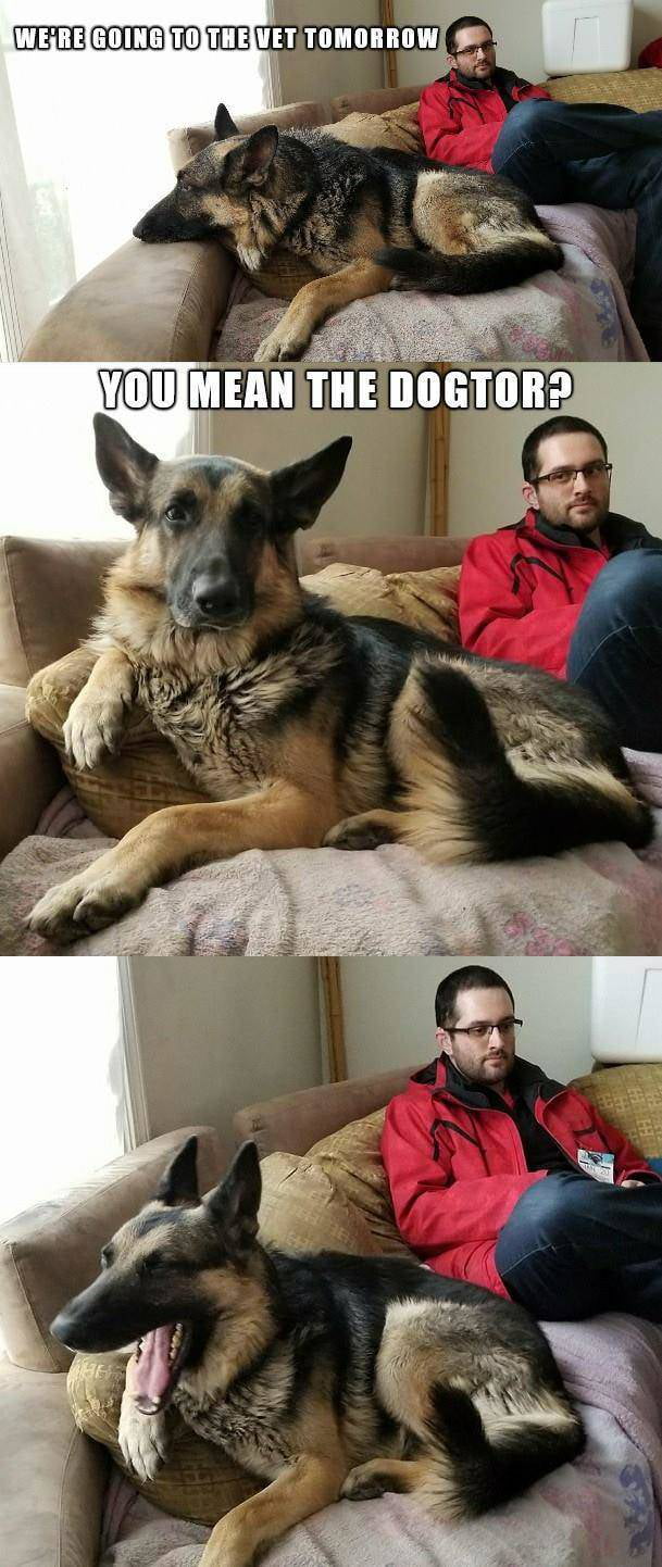 Dogs are good at making puns - 9GAG