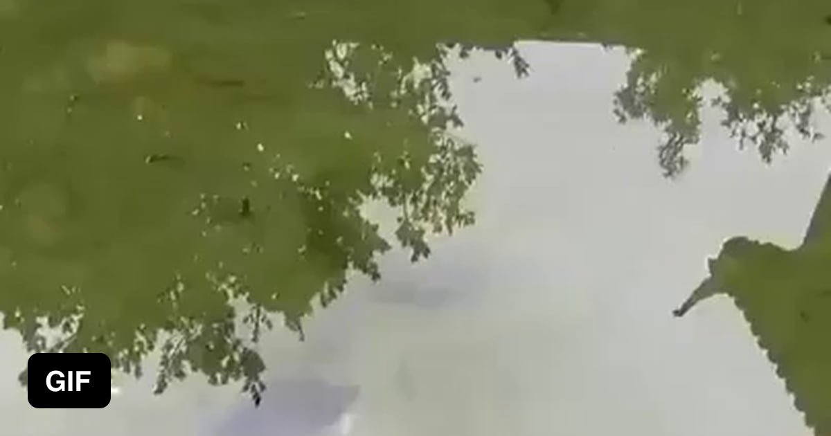 Frog riding fish - 9GAG