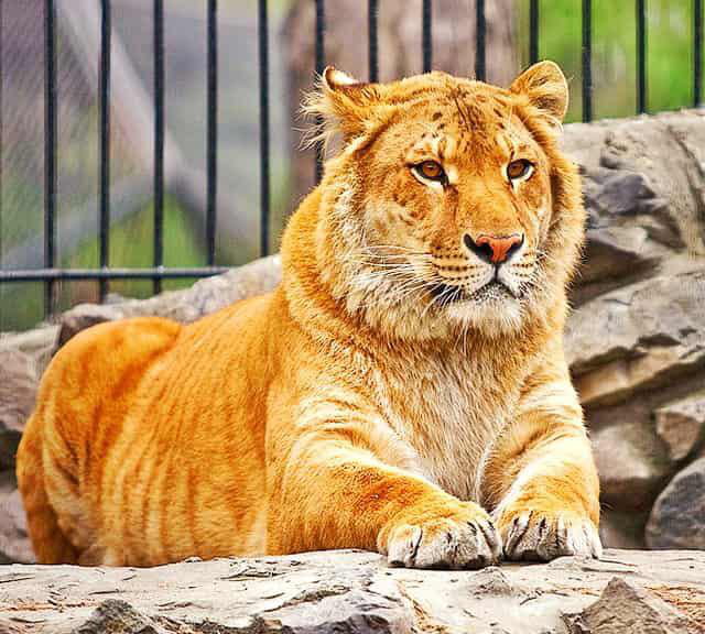 A Liger, which is a hybrid cross between a Tiger and a Lion. The Liger ...