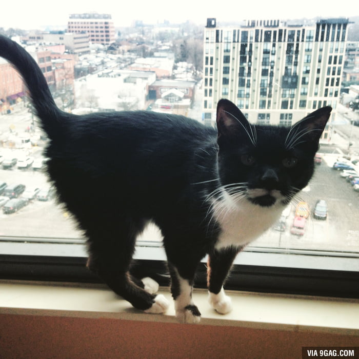 12-year-old cat who still looks like a kitten. - 9GAG