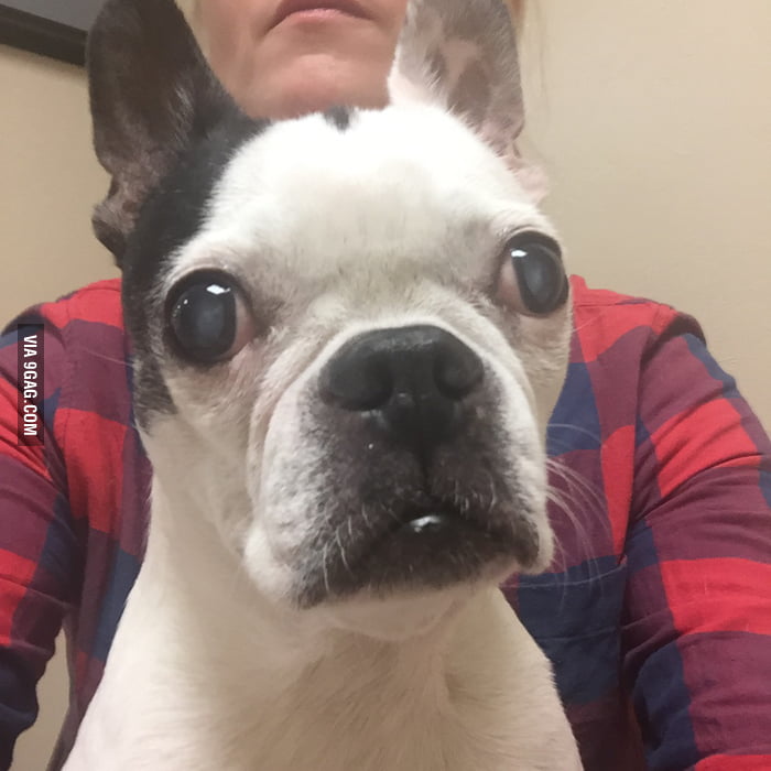 I'm really scared of the vet face. - 9GAG