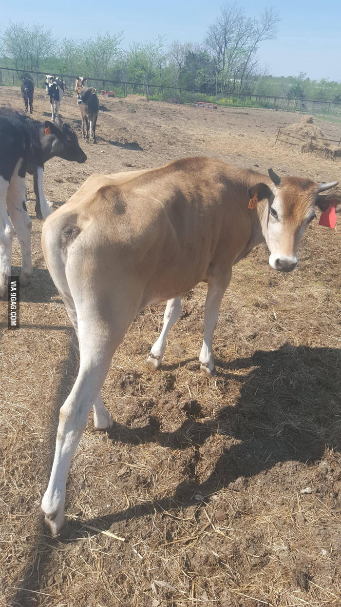 That poor cow is going to have a tough time with flies. - 9GAG